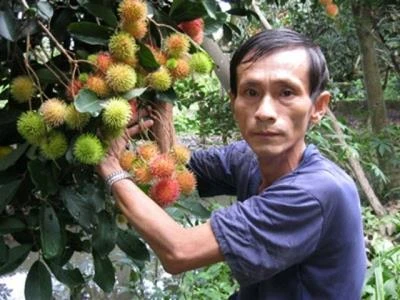 Thu lợi nhuận cao bằng cách xử lý chôm chôm ra trái nghịch vụ | Báo ảnh ...