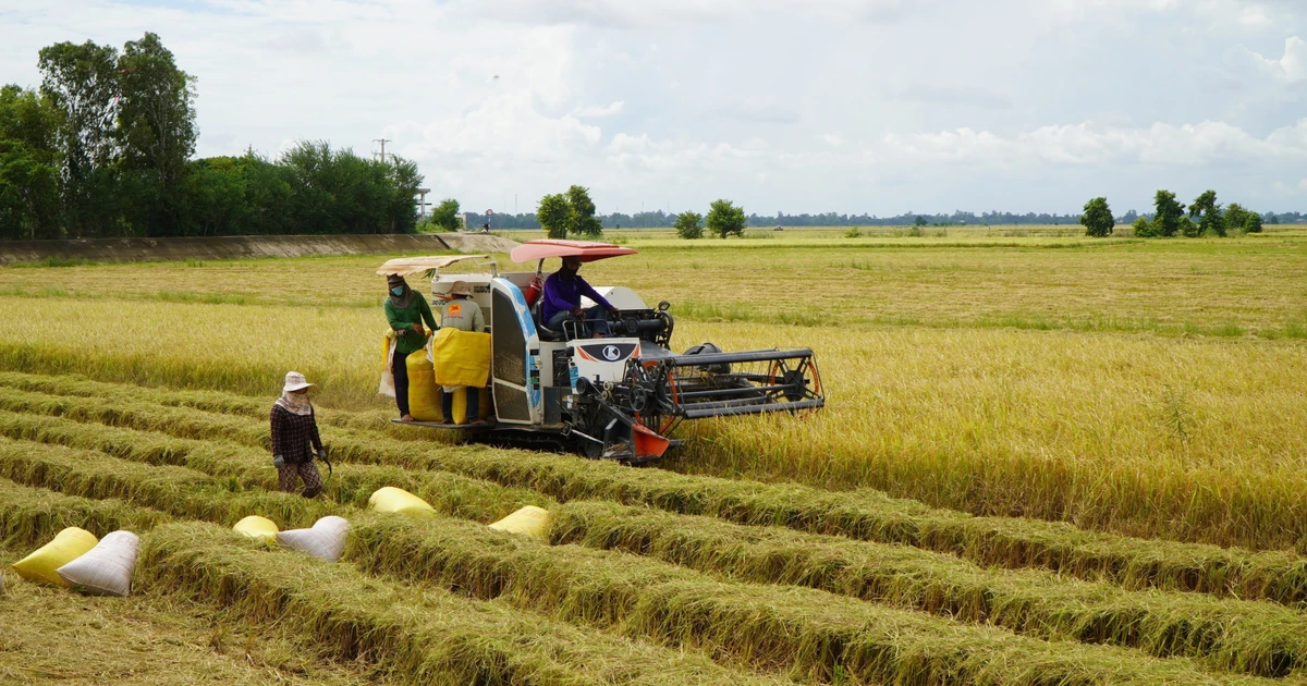 Nông dân Đồng Tháp tất bật thu hoạch lúa, đón mùa nước nổi | Báo ảnh ...