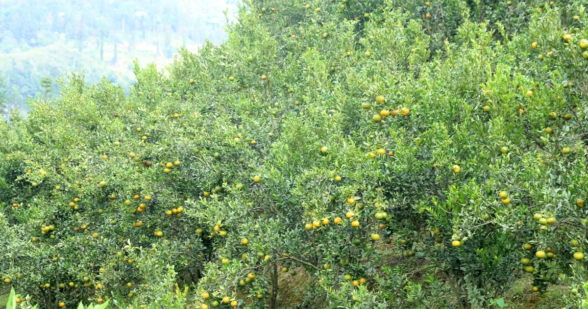 Vườn quýt trăm tỷ Mường Khương mùa Tết ấm no | Báo ảnh Dân tộc và Miền núi