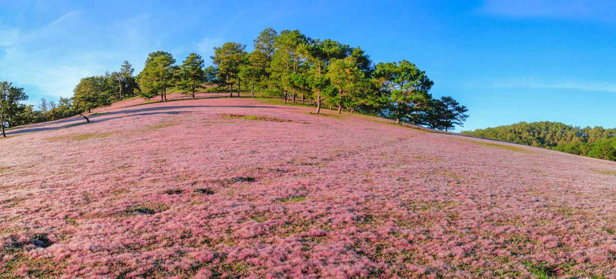 Lâm Đồng: Mùa hội cỏ hồng và Lễ hội đua ngựa không yên | Báo ảnh Dân ...