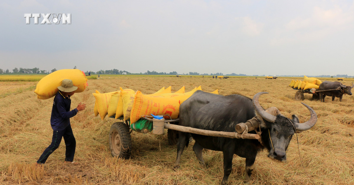 Hiệu quả từ nghề kéo lúa bằng xe trâu | Báo ảnh Dân tộc và Miền núi