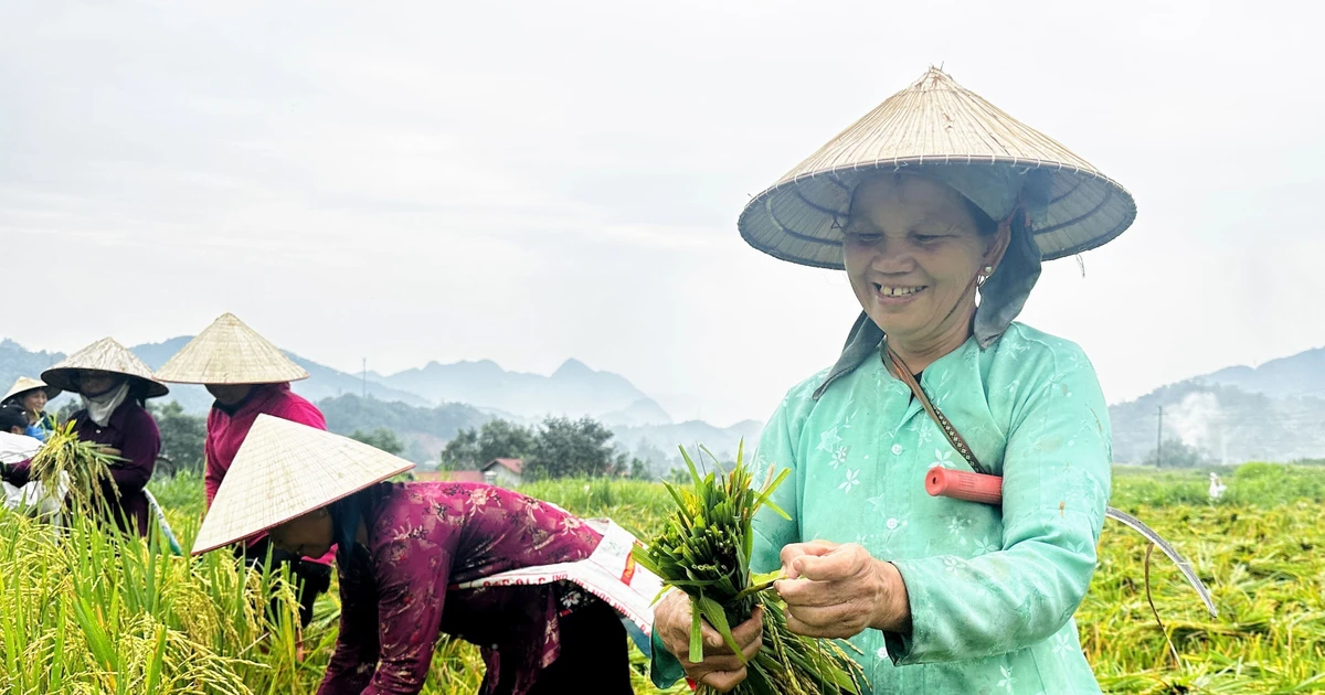 Lúa tẻ nương Hà Giang được mùa, được giá | Báo ảnh Dân tộc và Miền núi