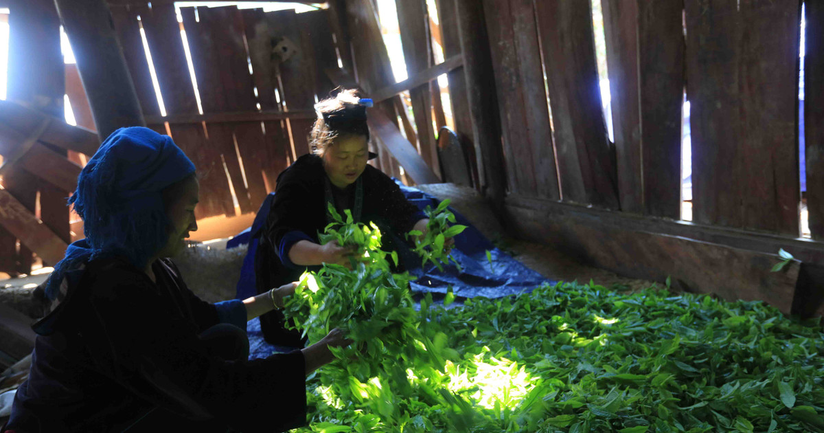 Chè Shan tuyết Tủa Chùa | Báo ảnh Dân tộc và Miền núi