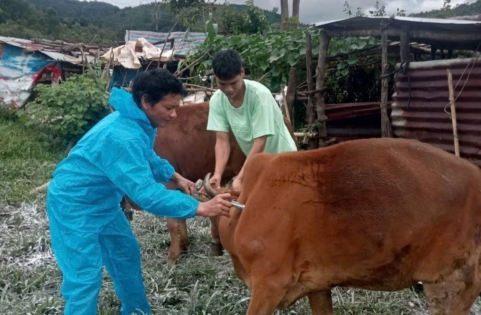 Quảng Ngãi xuất hiện ổ dịch nghi lở mồm long móng | Báo ảnh Dân tộc và Miền núi