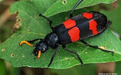 BREAKING NEWS: Rock music legend Phil Collins, known for a string of ...