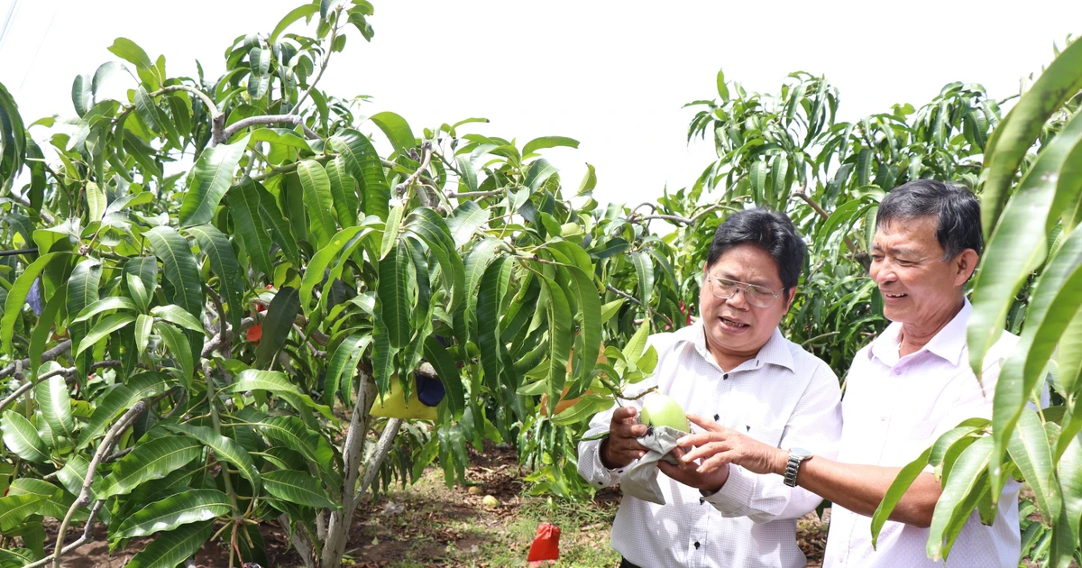 Trồng xoài tứ quý trên đất giồng cát ven biển thu lãi cao ở Bến Tre ...