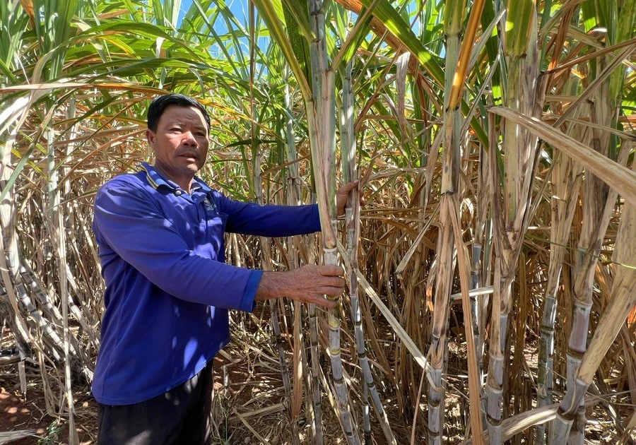 Tết ấm của người trồng mía ở Hbông - Gia Lai | Báo ảnh Dân tộc và Miền núi