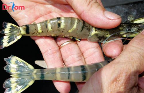 Bệnh đóng rong trên tôm | Báo ảnh Dân tộc và Miền núi