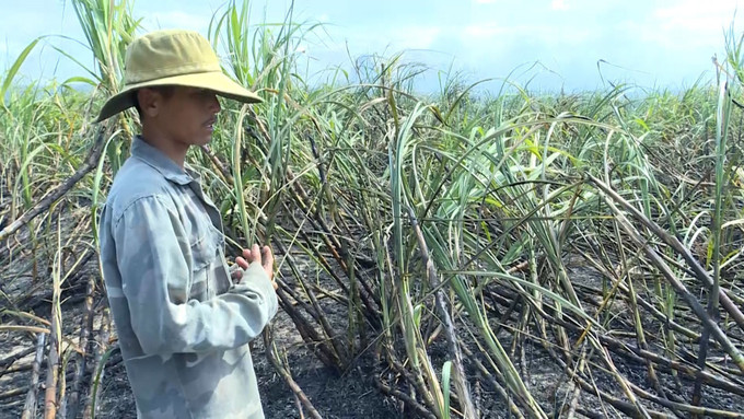 Gia Lai cảnh báo tình trạng cháy mía vào mùa khô | Báo ảnh Dân tộc và ...
