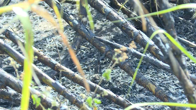 Gia Lai cảnh báo tình trạng cháy mía vào mùa khô | Báo ảnh Dân tộc và ...