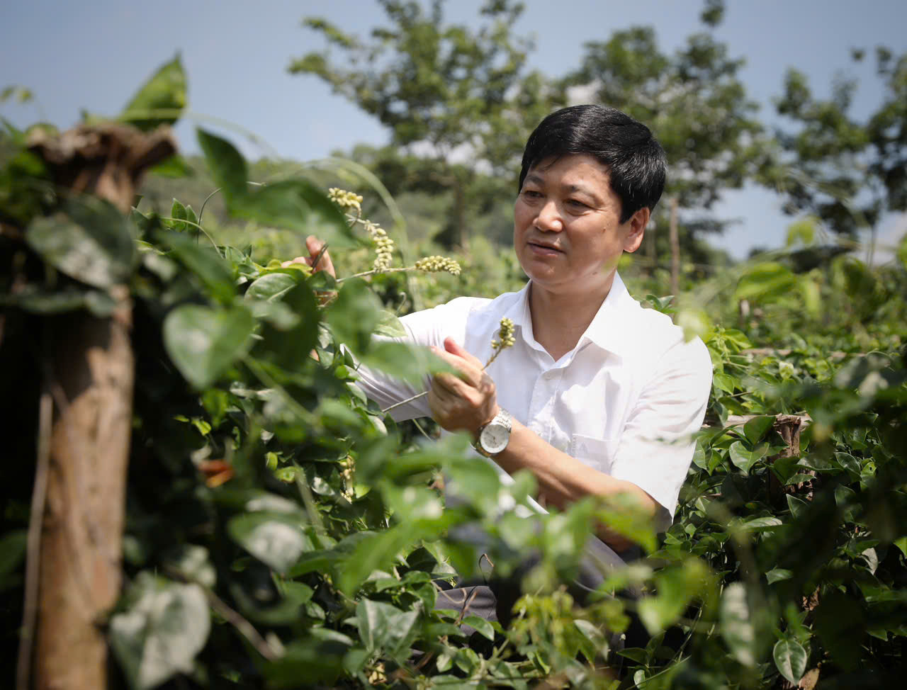 Mùa hoa sâm nam núi Dành ở Bắc Giang | Báo ảnh Dân tộc và Miền núi