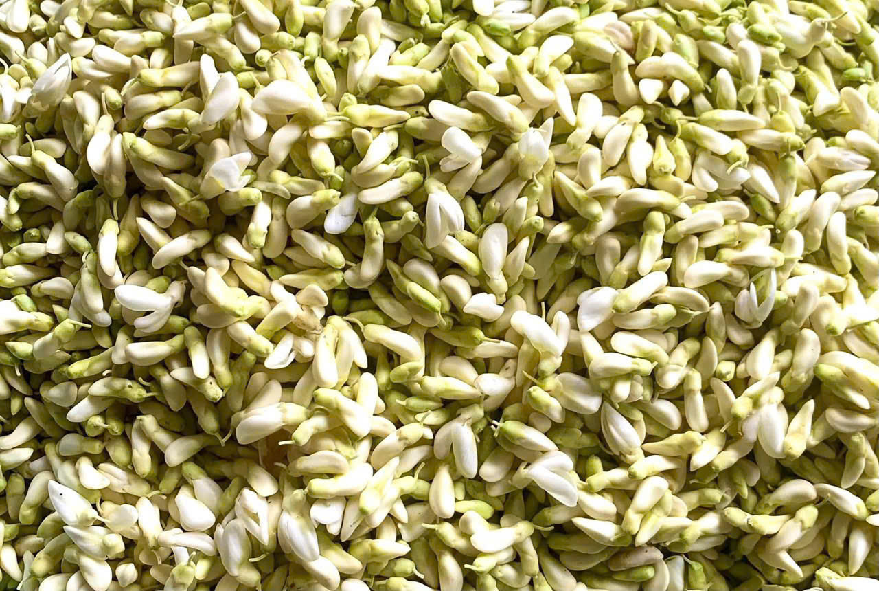 Mùa hoa sâm nam núi Dành ở Bắc Giang | Báo ảnh Dân tộc và Miền núi