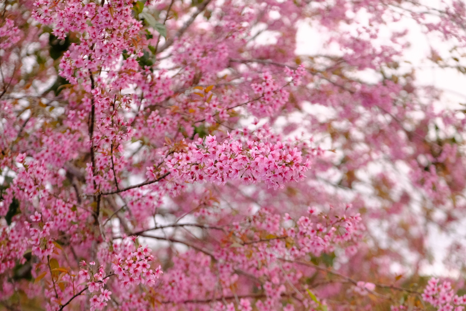 Mai anh đào Đà Lạt vào mùa đẹp nhất, thu hút nhiều du khách | Báo ảnh ...