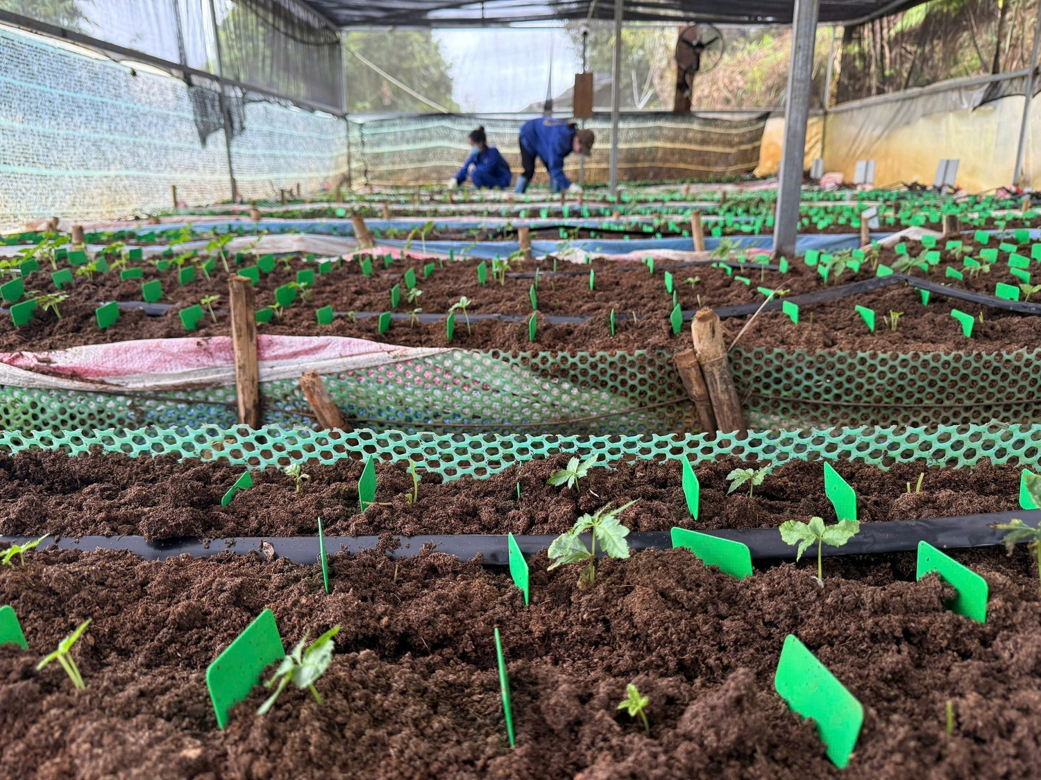 Kon Tum tiếp tục yêu cầu kiểm tra lại việc mã số vùng trồng cho sâm ...